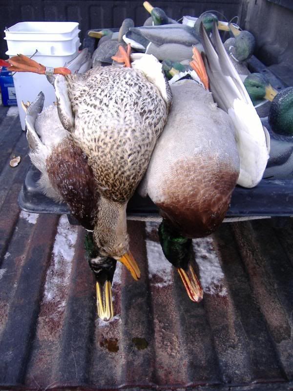 Im a hen killer.... | Duck Hunting Forum