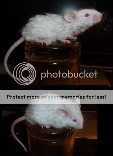 FOR SALE - PEW Texel Buck - Maryland USA | Pet Mice Forum