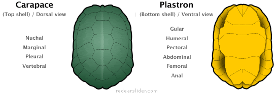 Redearslider.com :: View topic - [Photo] My baby RES have unique amount ...