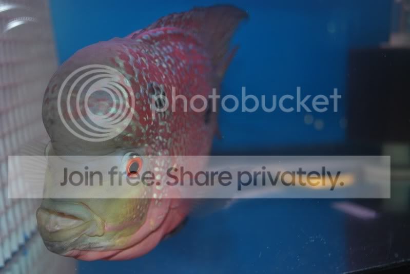meet Yudda (more pics) | British Columbia Aquarium Forums