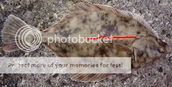 Ffrith beach 28 april - The Fishermans Net