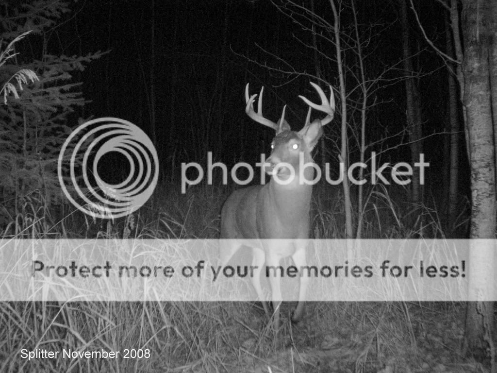 how much size will a deer put on his rack in a year? | Archery Talk Forum