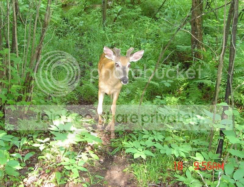 How do you know it's the same deer? | Archery Talk Forum