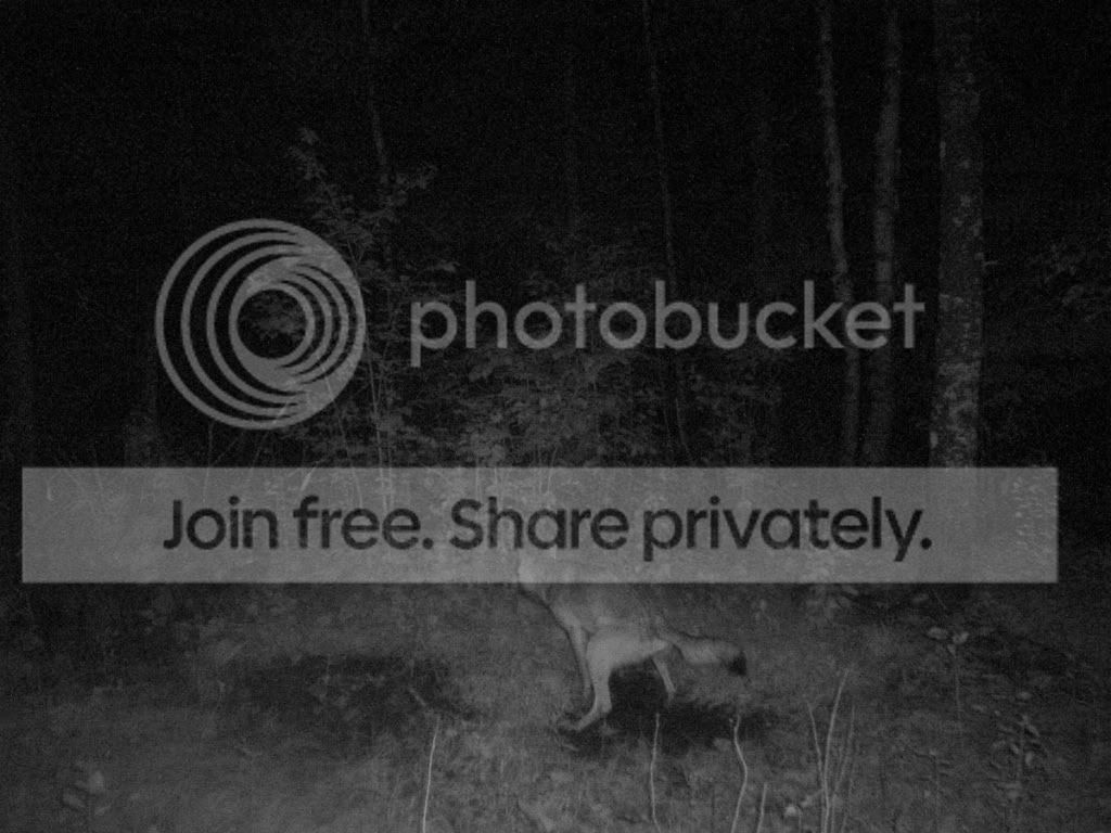 Wolf pee doesn't seem to bother these bucks, daytime buck pics, one ...