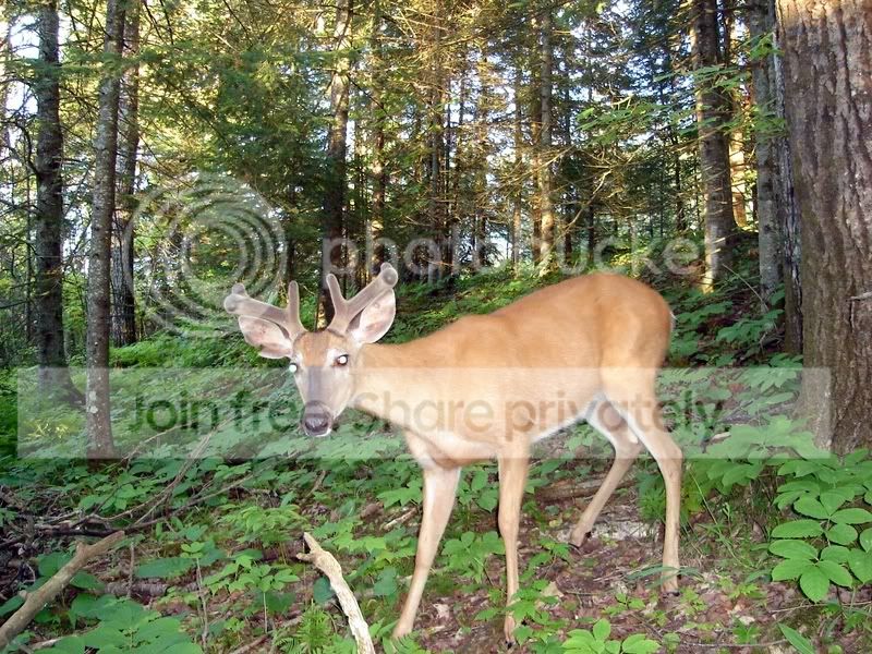 How do you know it's the same deer? | Archery Talk Forum
