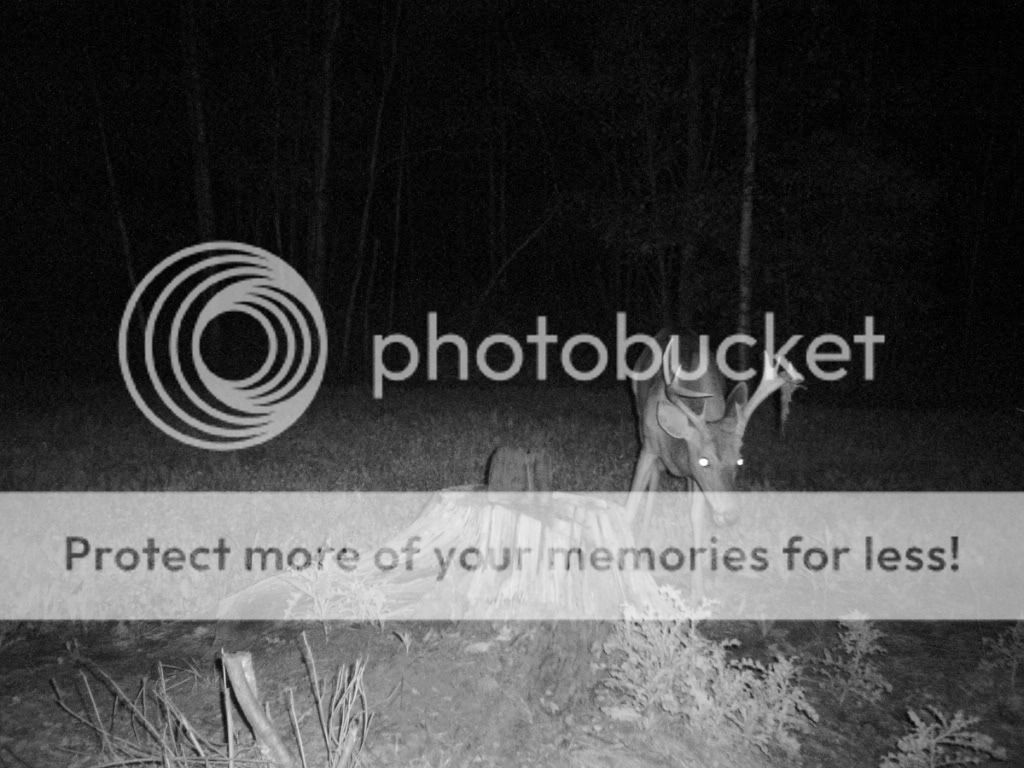 Buddy's buck - odd rack - Old age or funky genetics? | Archery Talk Forum