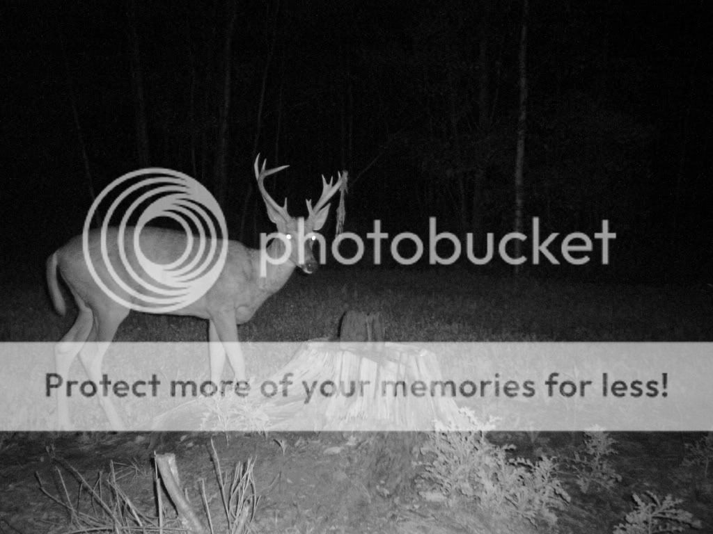 Buddy's buck - odd rack - Old age or funky genetics? | Archery Talk Forum