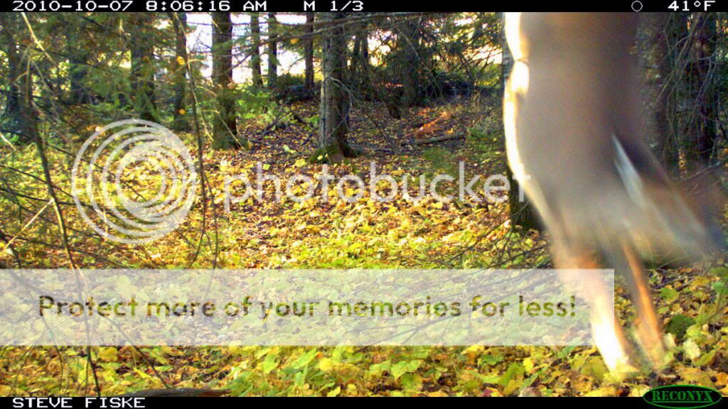 Deer falling from trees???? | Archery Talk Forum