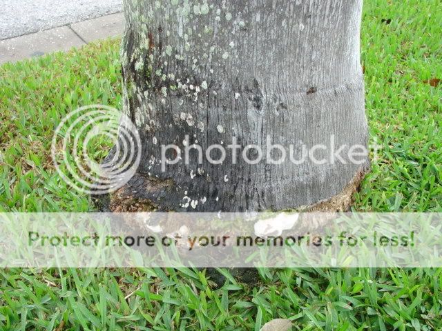 Ganoderma? - DISCUSSING PALM TREES WORLDWIDE - PalmTalk