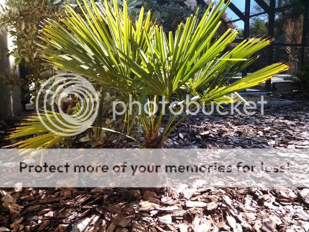 State Tree Bragging Rights? - DISCUSSING PALM TREES WORLDWIDE - PalmTalk