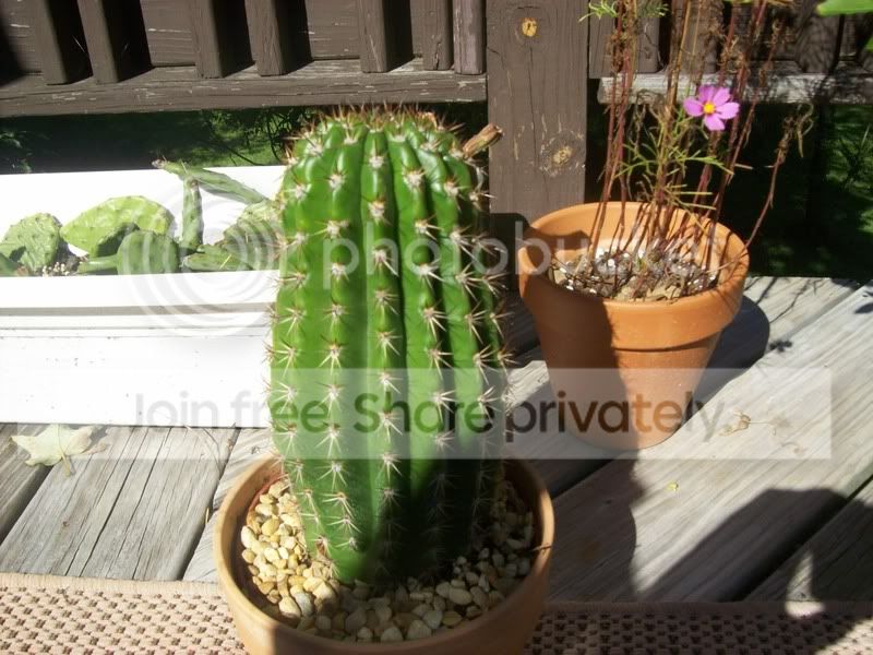 ID help, please - CactiGuide.com
