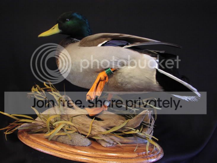Thoughts on mounting double banded Black | Refuge Forums